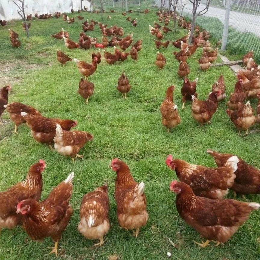Курицы несушки домашние