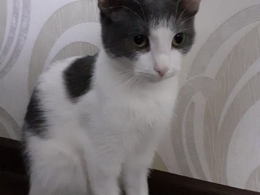 Ищет дом котёнок-подросток Яся