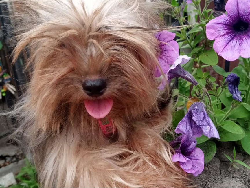 Йоркширский терьер девочка 2,4 года с РКФ