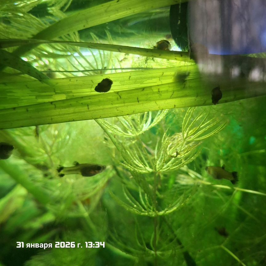 Аквариумные рыбки гуппи