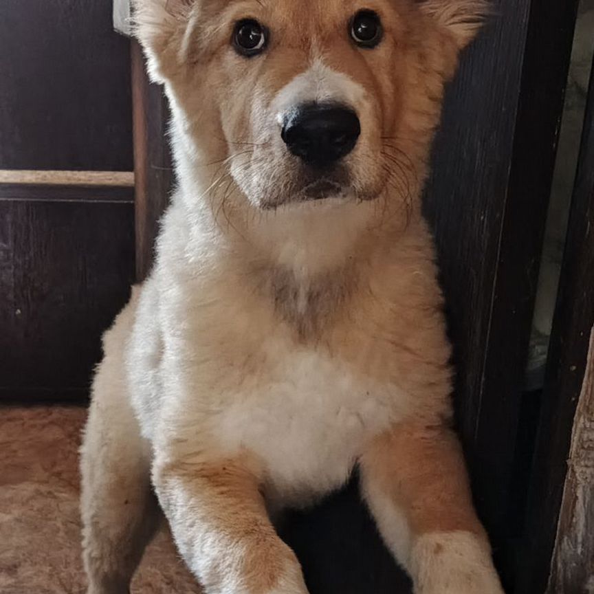 Мальчик сао