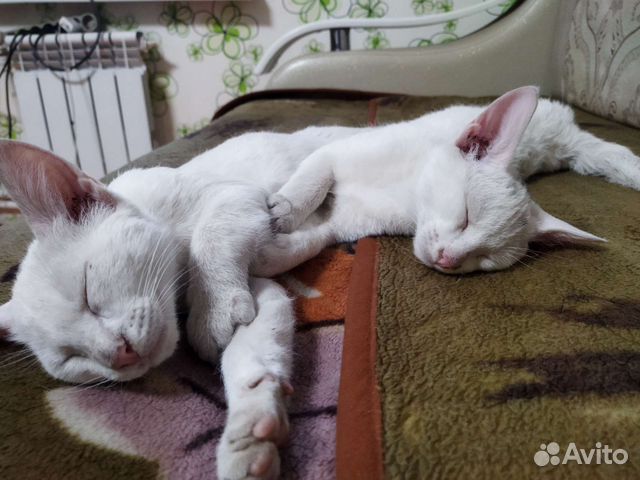Кошки породистые бесплатно
