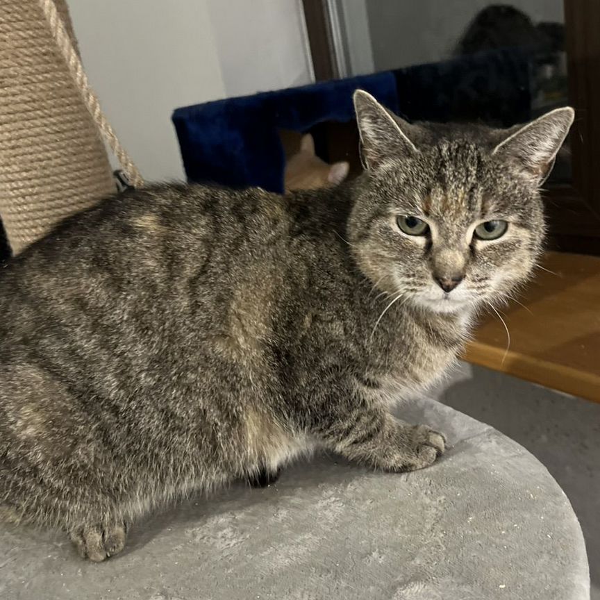 Кошка с садоводства