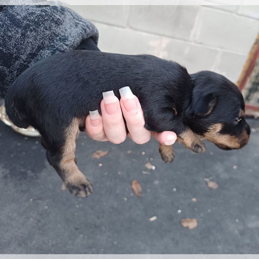 Немецкий охотничий терьер, щенок