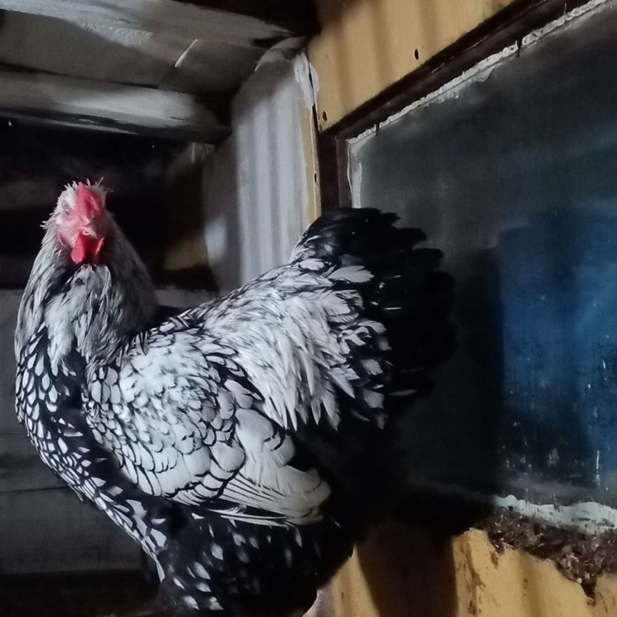 Петух Виандот серебристый