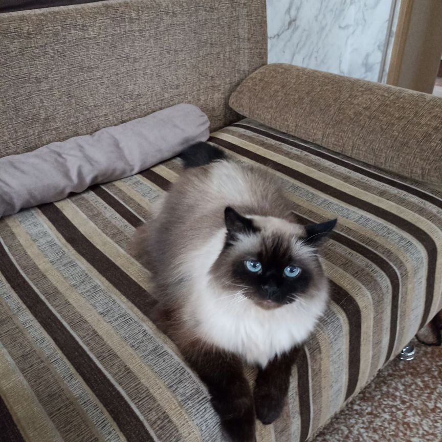 Кот в добрые руки