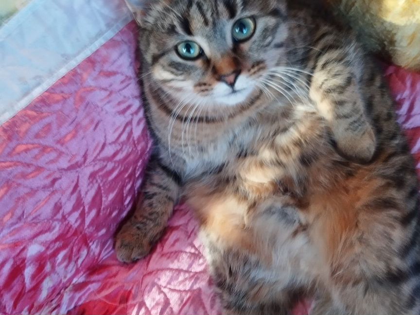 Котик