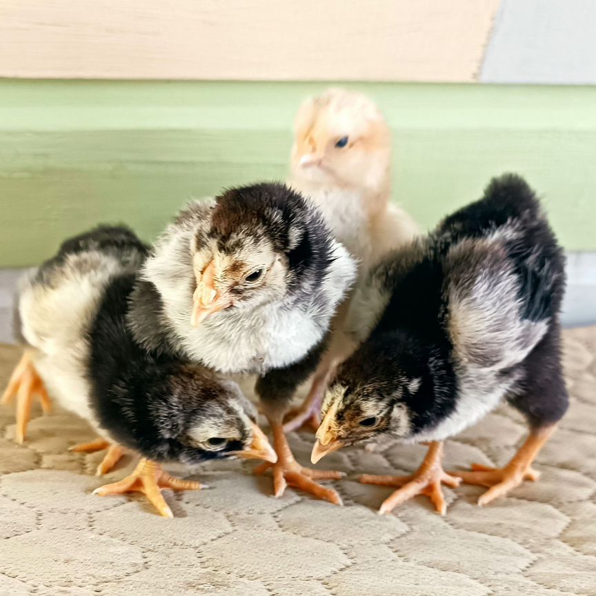 Цыплята виандот серебро и орингтон палевый