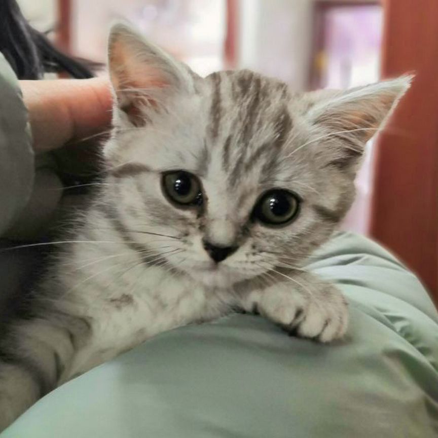 Шотландские прямоухие котята