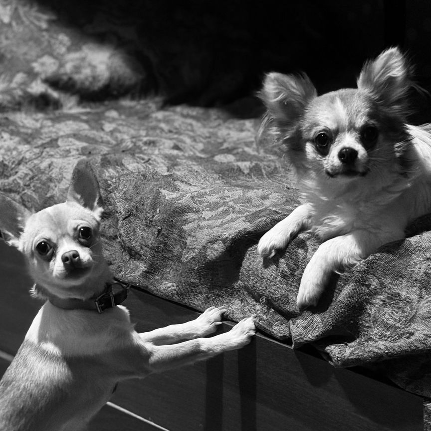 Чихуахуа, щенок