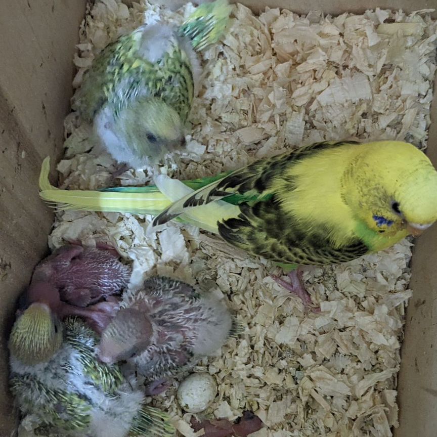 Птенцы волнистый попугай