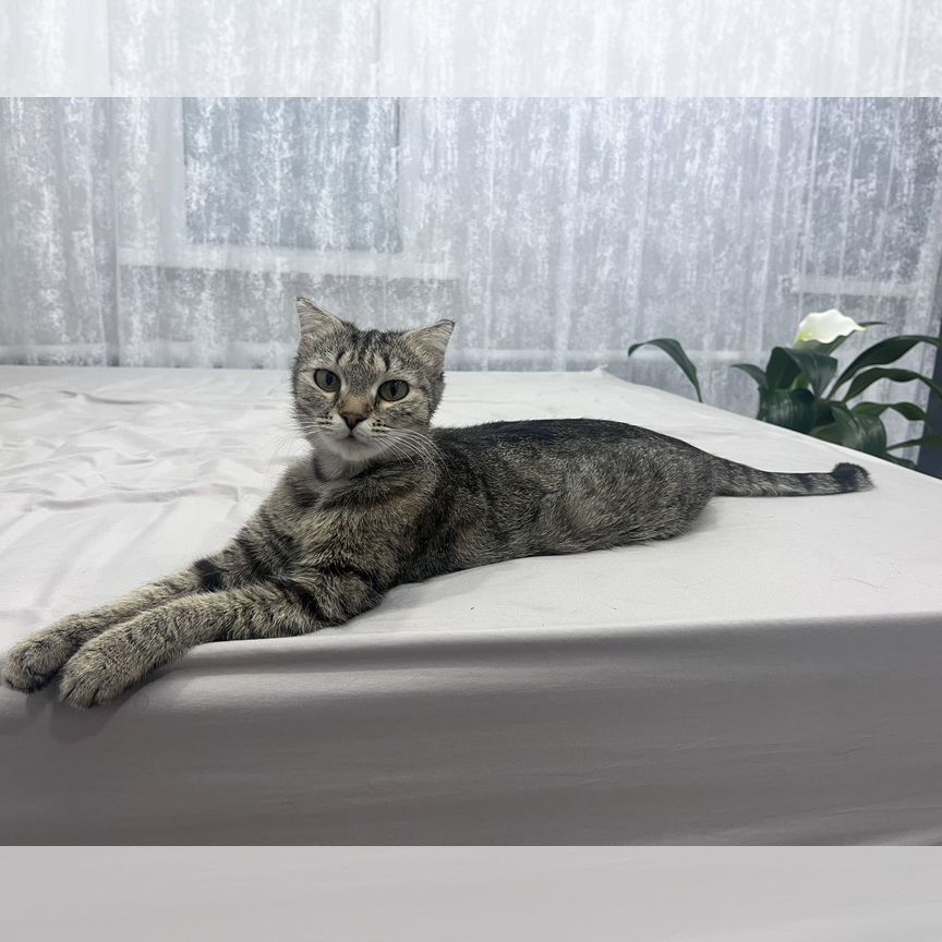 Шотландская вислоухая короткошёрстная кошка, взрослая