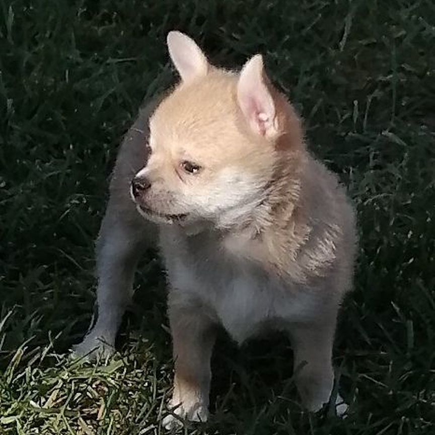 Щенки чихуахуа мини