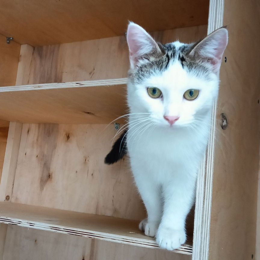 Котик молодой в добрые руки мега ласковый