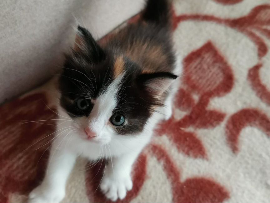 Котенок девочка в добрые руки