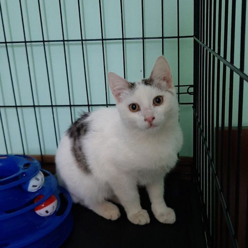 Котик бесплатно
