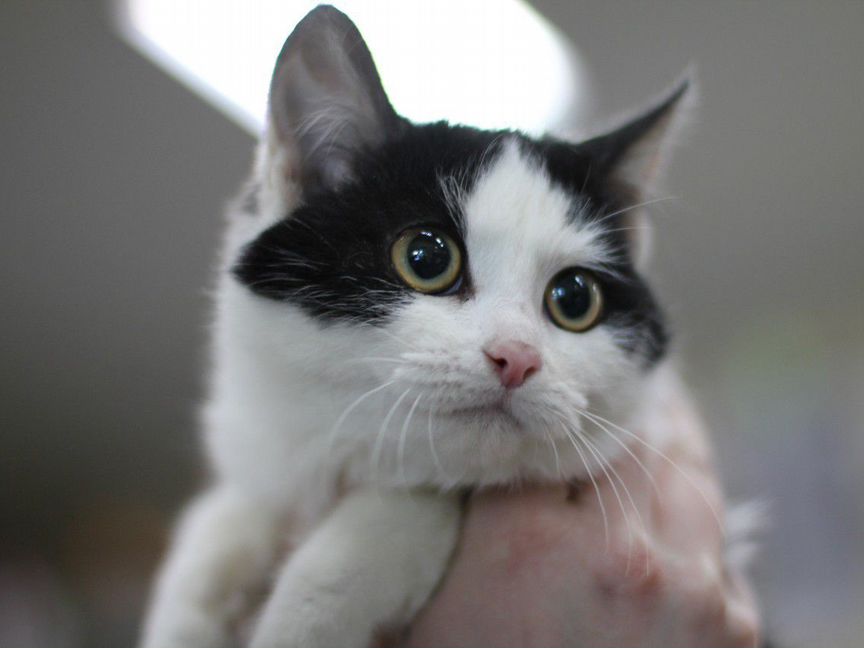 Кошечка Лоло в добрые руки