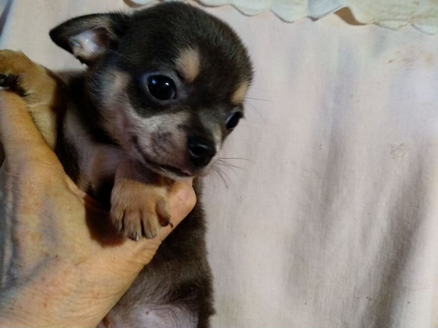 Щенки мини чихуахуа мальчики