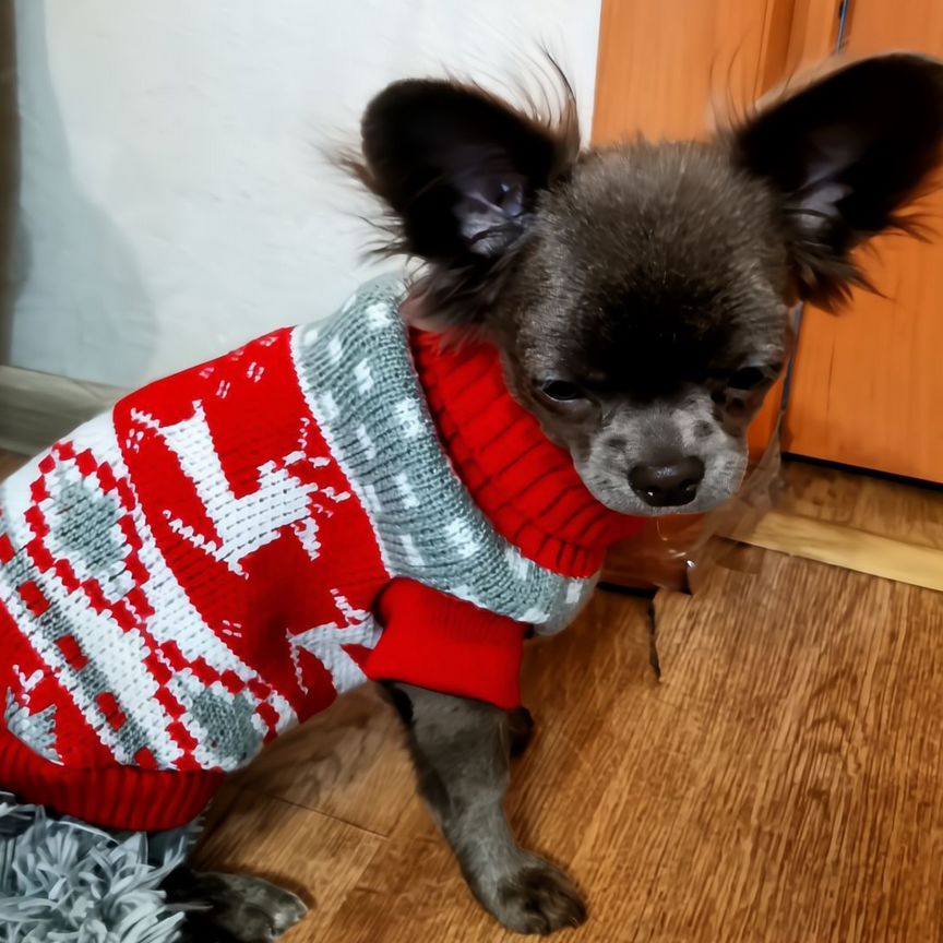 Одежда для собак мелких пород бу