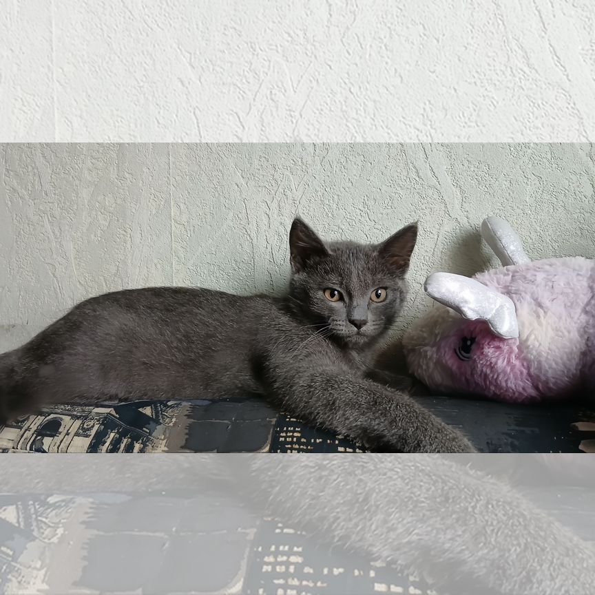 Русский голубой котёнок