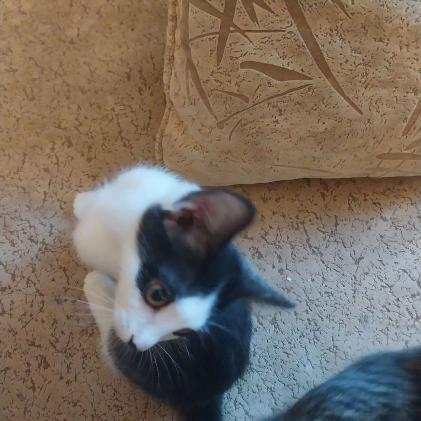Котенок-котик
