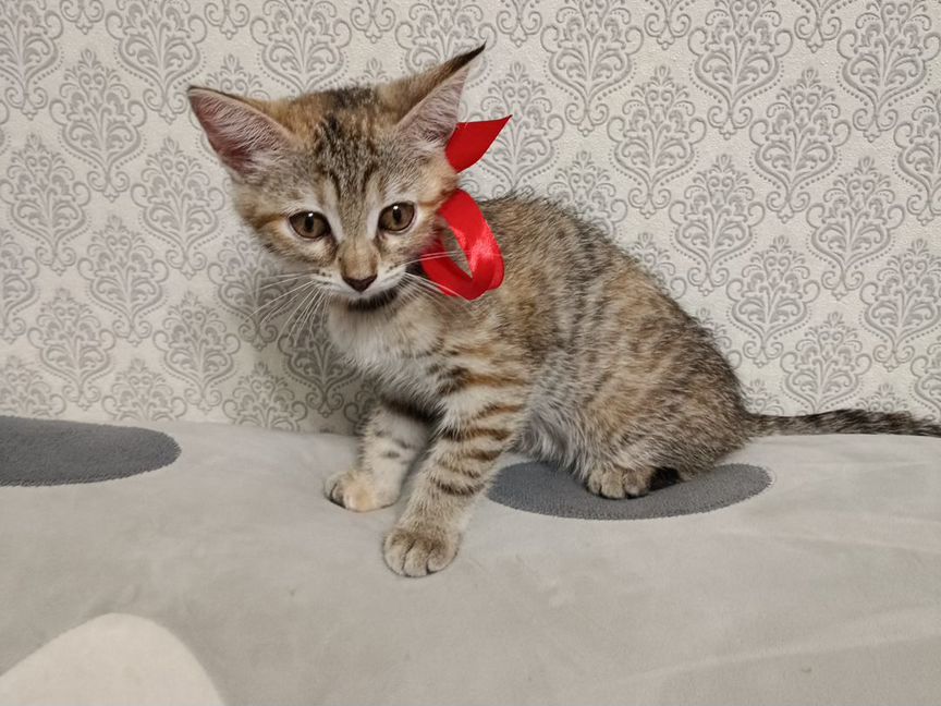 Отдам котенка в добрые руки