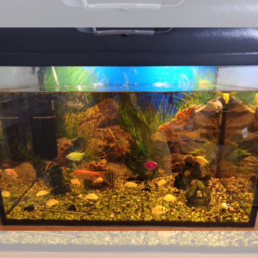 Аквариум с рыбками