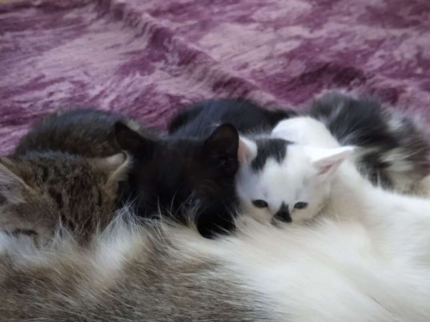 Котята