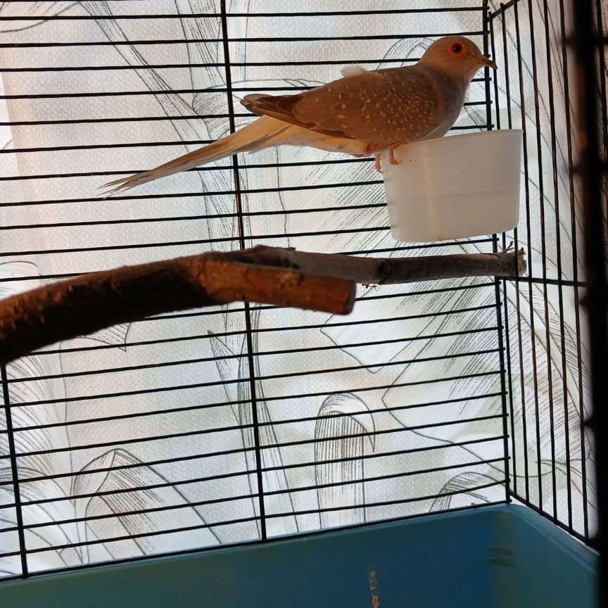 Бриллиантовая горлица