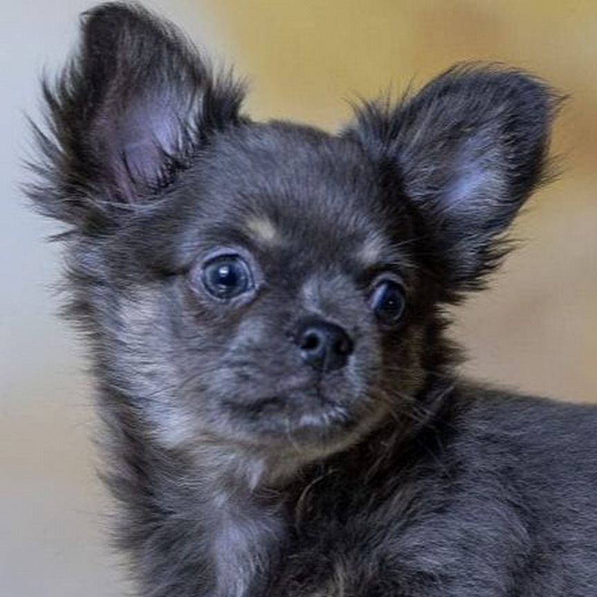 Чихуахуа щенок мальчик