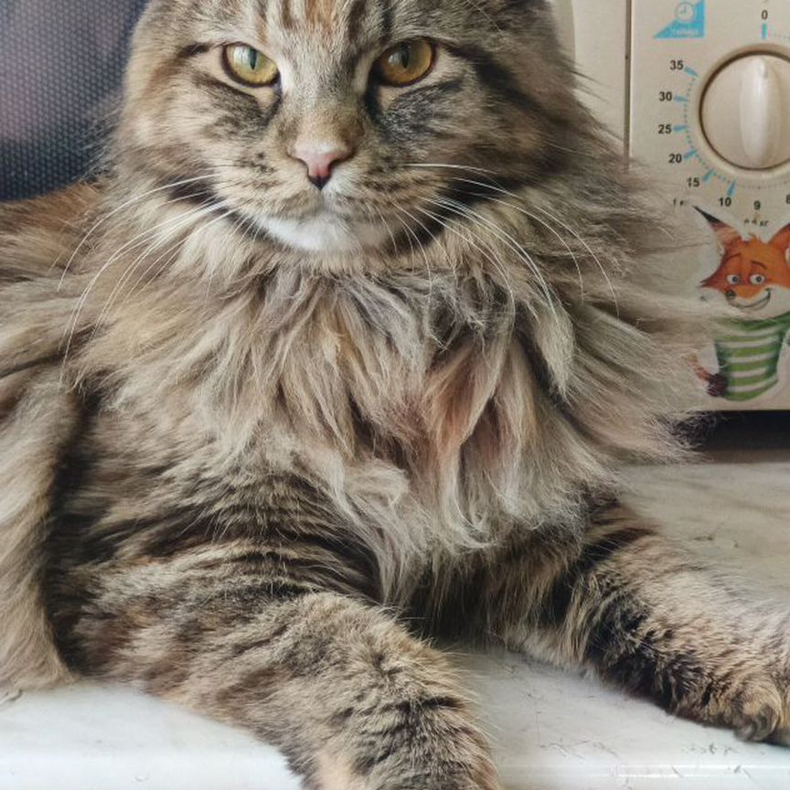 Кошки майкун