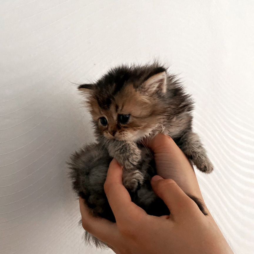 Персидская шиншилла