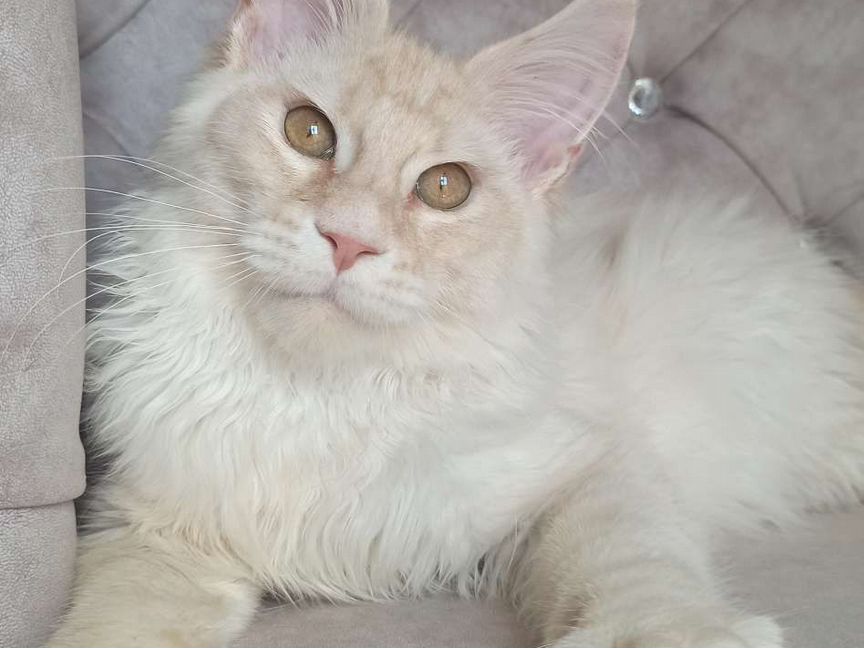 Котик мейн кун