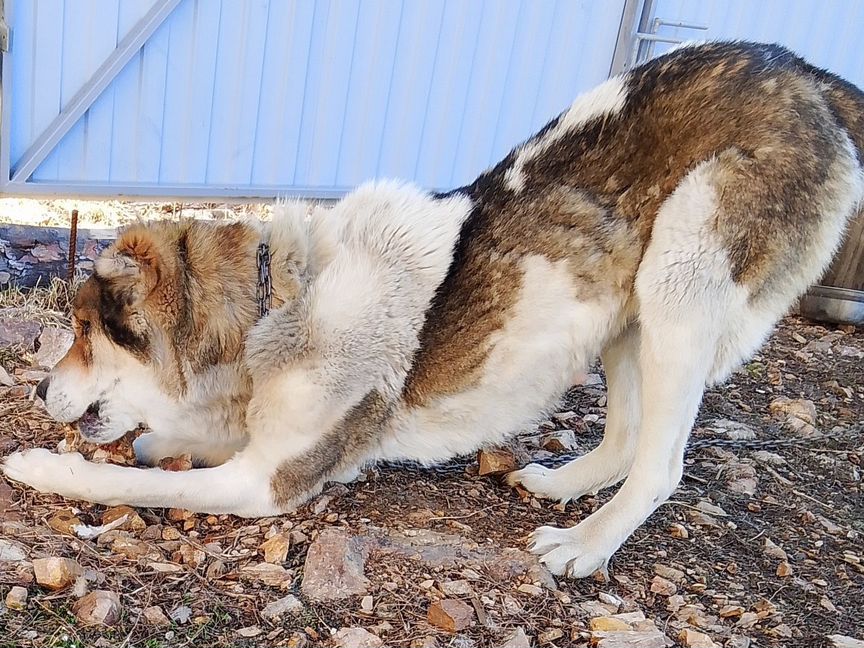 Найдена собака