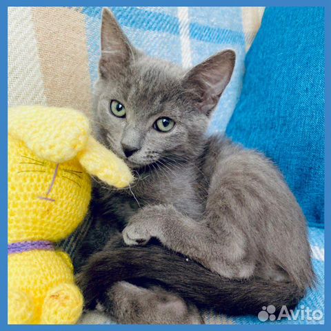 Нежная Стеша, метис русской голубой, ищет дом