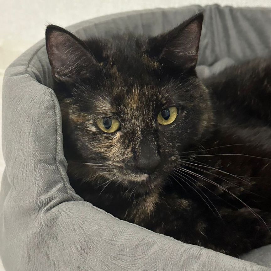 Взрослая, кошка в добрые руки