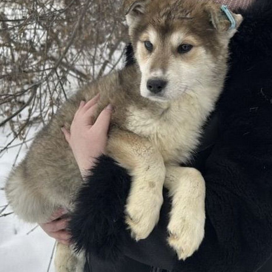 Щенок в добрые руки