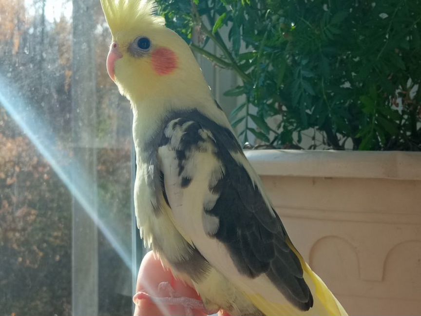 Попугай корелла птенец 20.09.2023 г.р