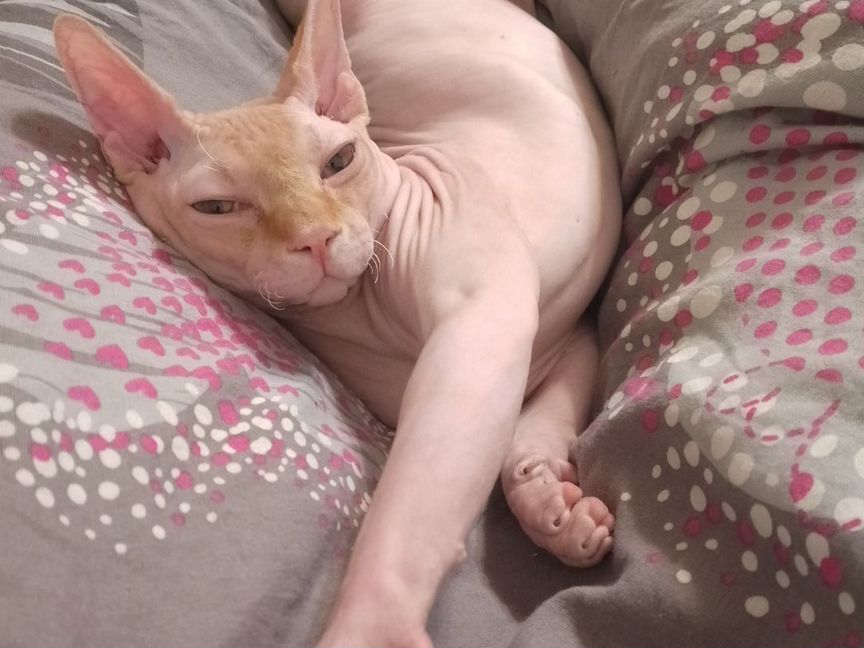 Канадский сфинкс вязка