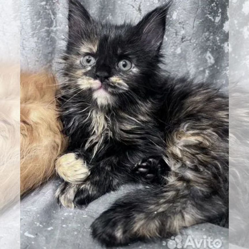 Мейн-кун котёнок