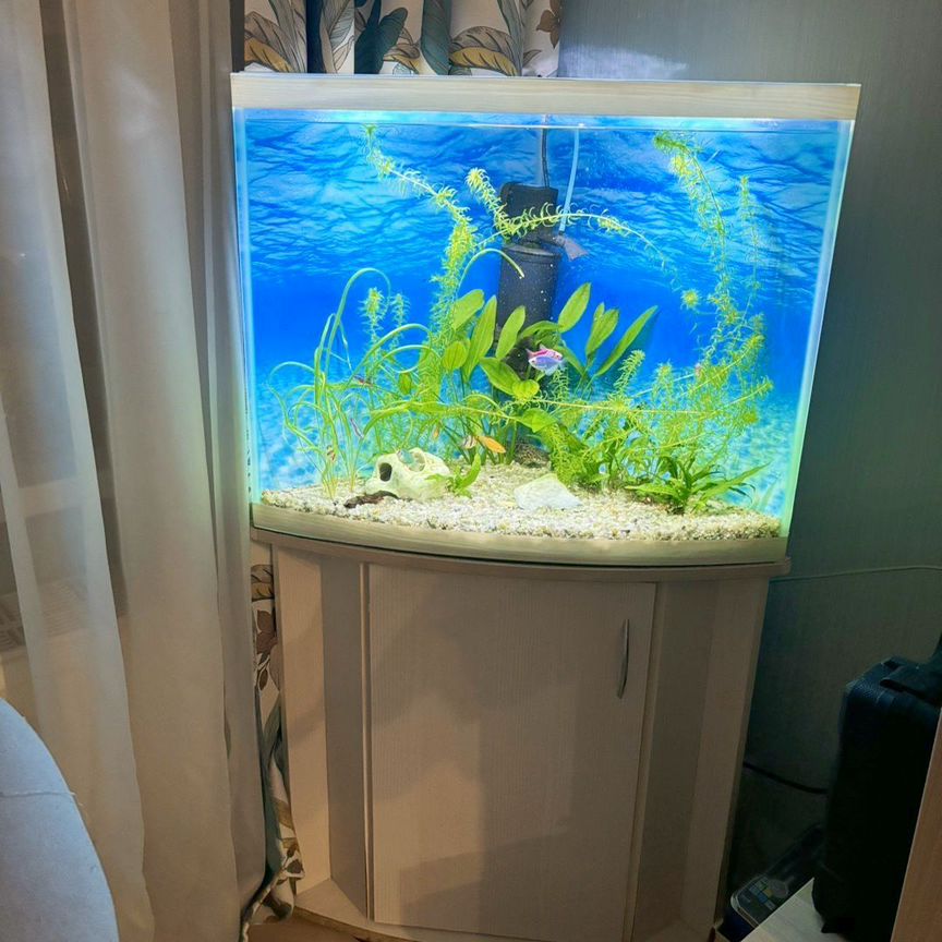 Аквариум угловой 60 л с тумбой, фильтром, рыбками