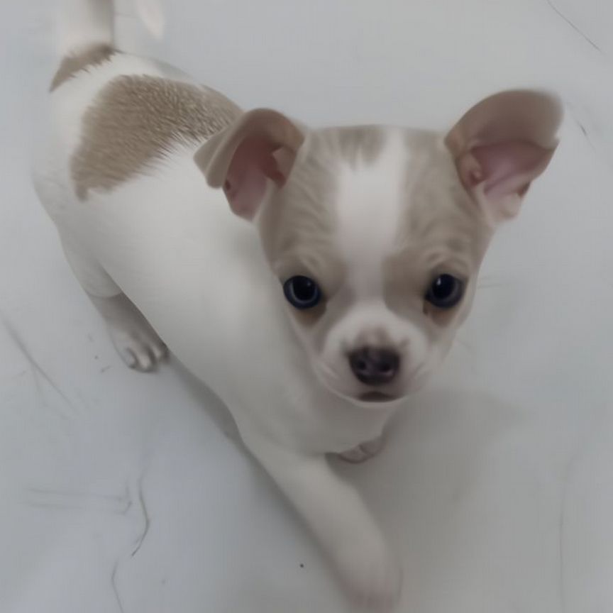 Чихуахуа, щенок