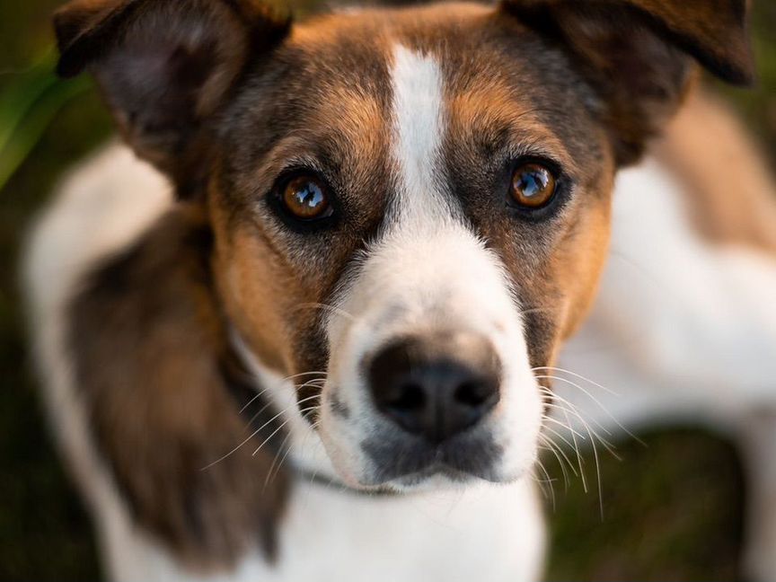Джек Рассел терьер метис