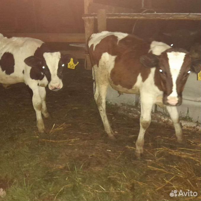 Бычки на откорме 5шт