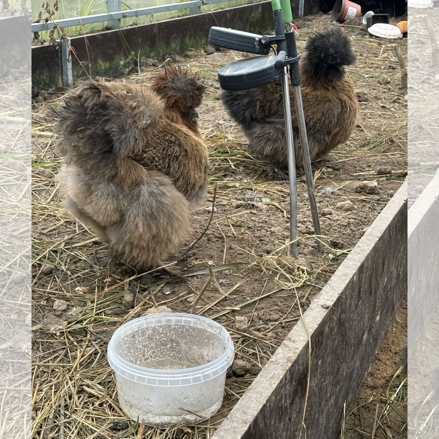 Китайские шелковые курочки