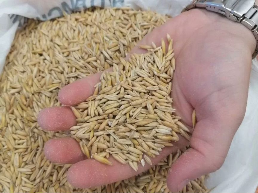 Семечко, Фуражный горох на корм