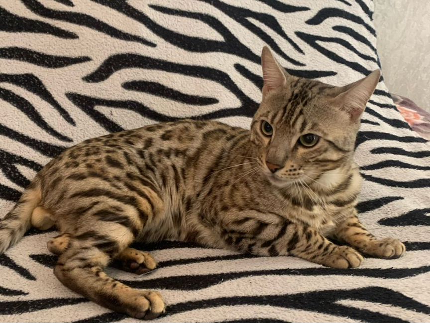 Бенгальские котята