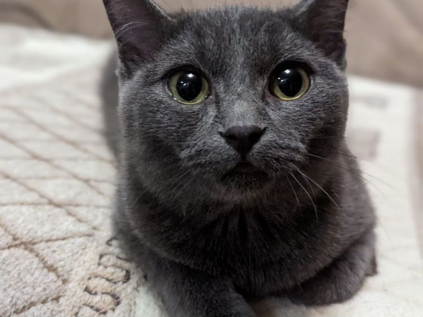 Котёнок умка 4-5 месяцев