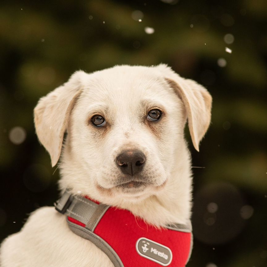 Щенок в добрые руки