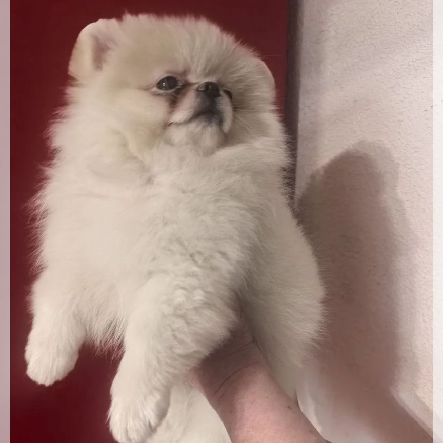 Немецкий шпиц, щенок
